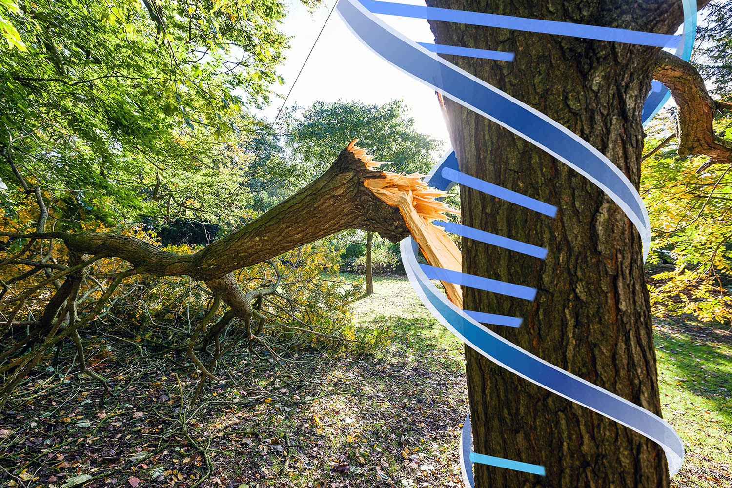How DNA revealed the lies in one man's family tree | Anastasia Harman